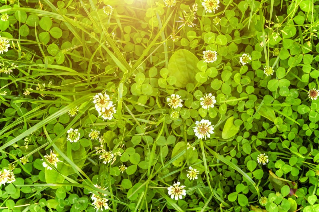 Clover Lawn: 9 Good Reasons You Might Want One ASAP