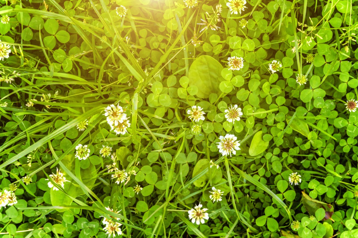 Clover Lawn: 9 Good Reasons You Might Want One ASAP