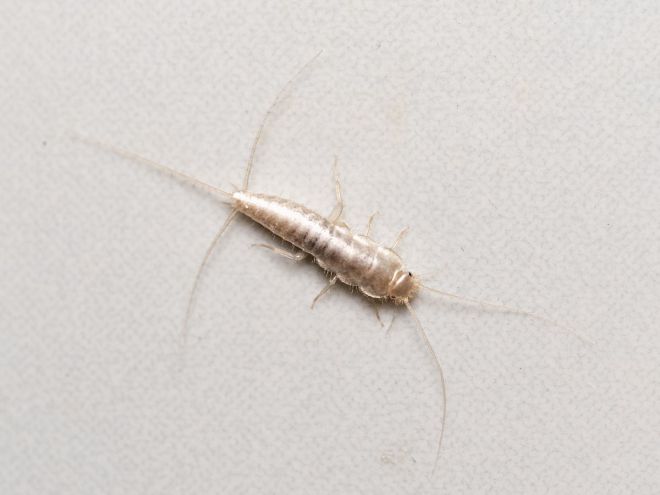 Tiny Brown Bugs in the House: Identification and Removal