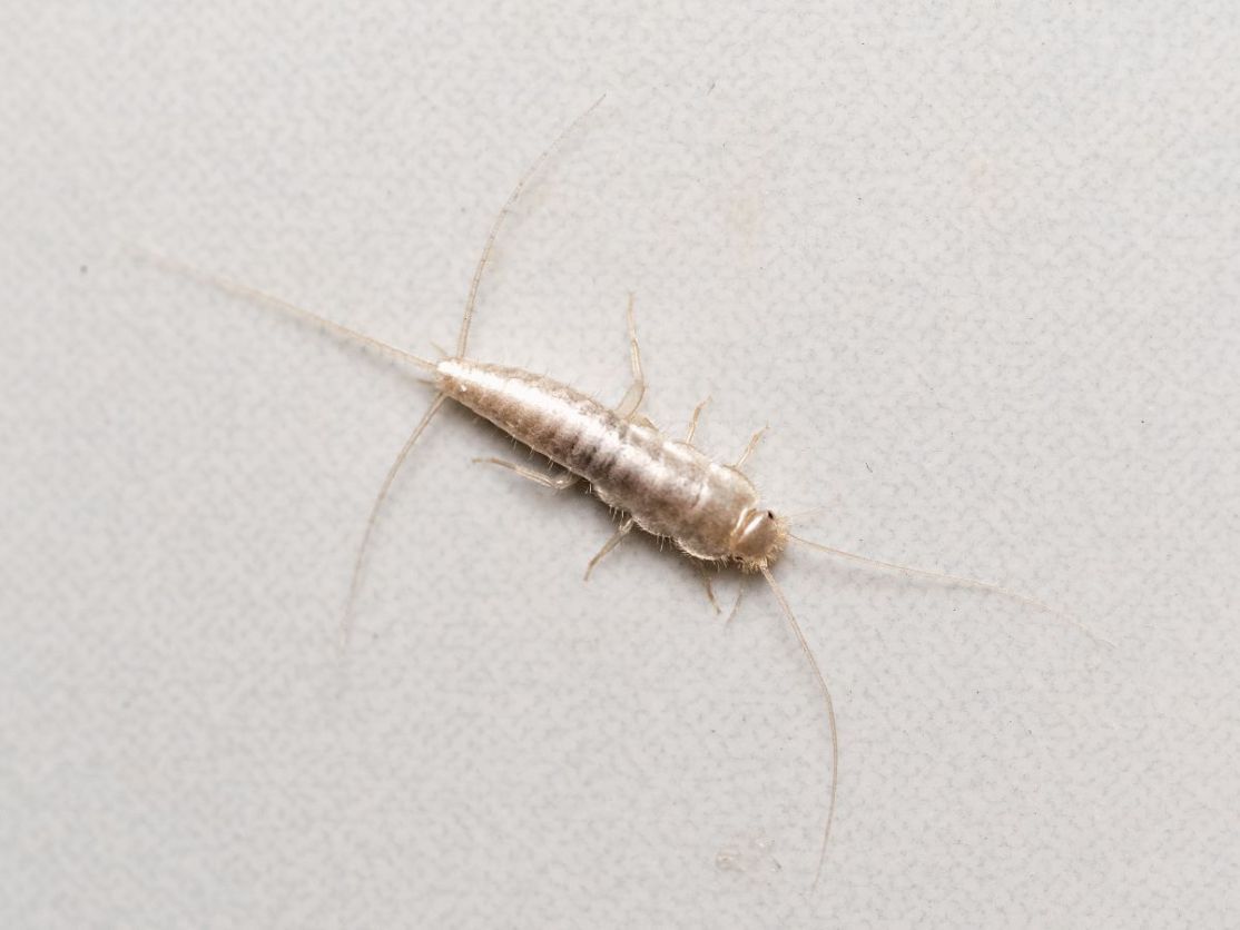 Tiny Brown Bugs in the House: Identification and Removal