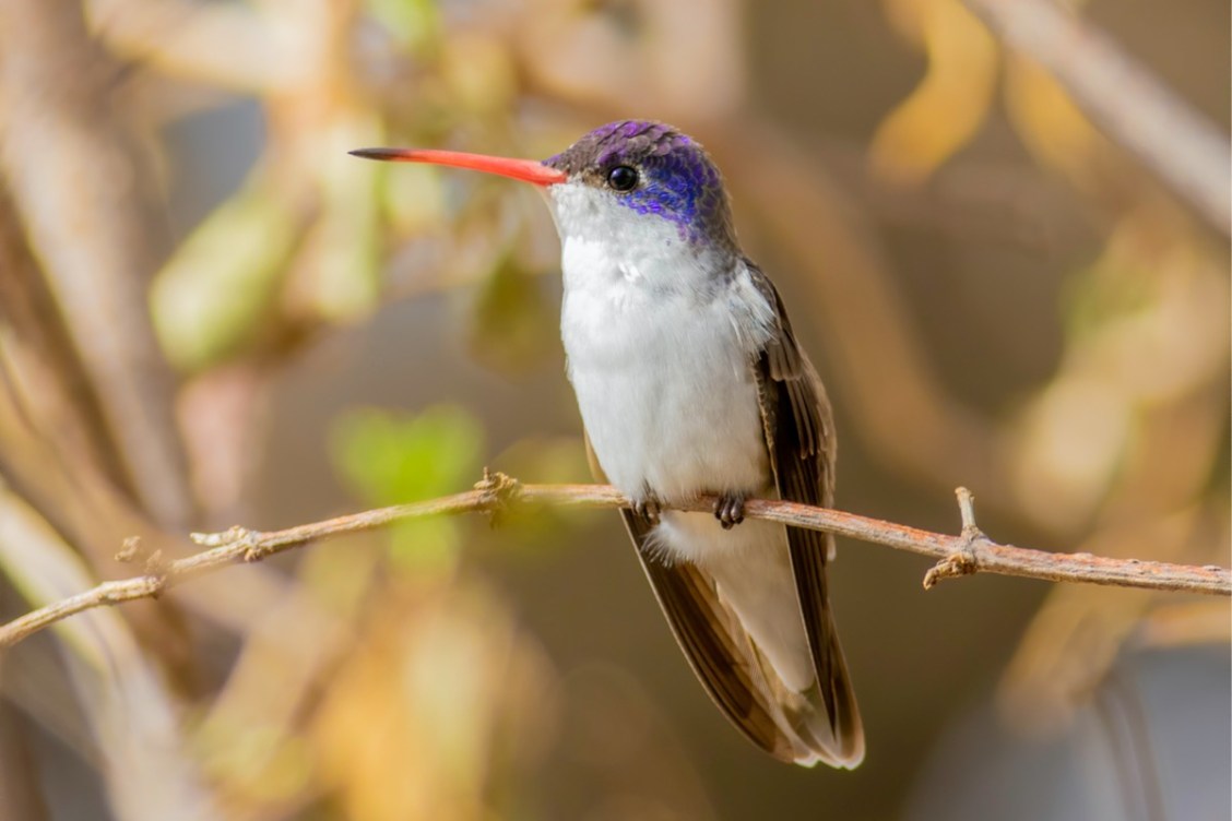 23 Types of Hummingbirds All Backyard Birdwatchers Should Know - Bob Vila