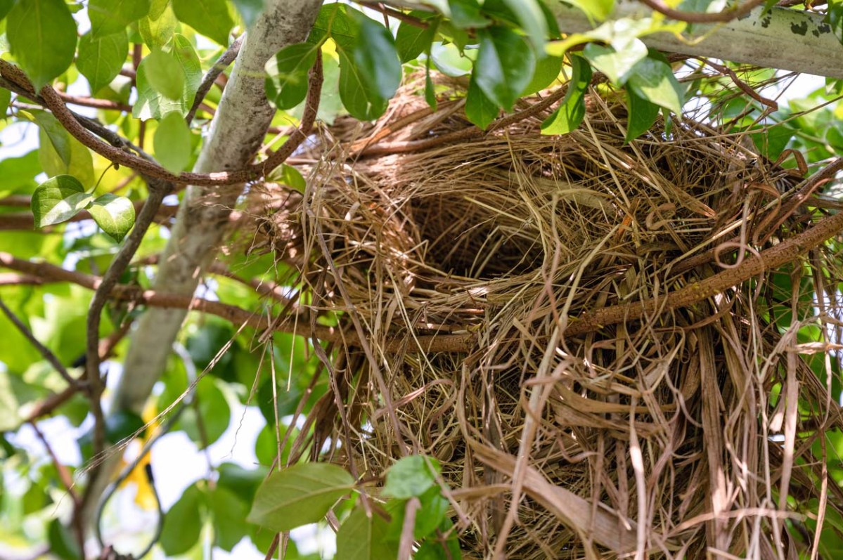How to Tackle Bird Nest Removal - Bob Vila