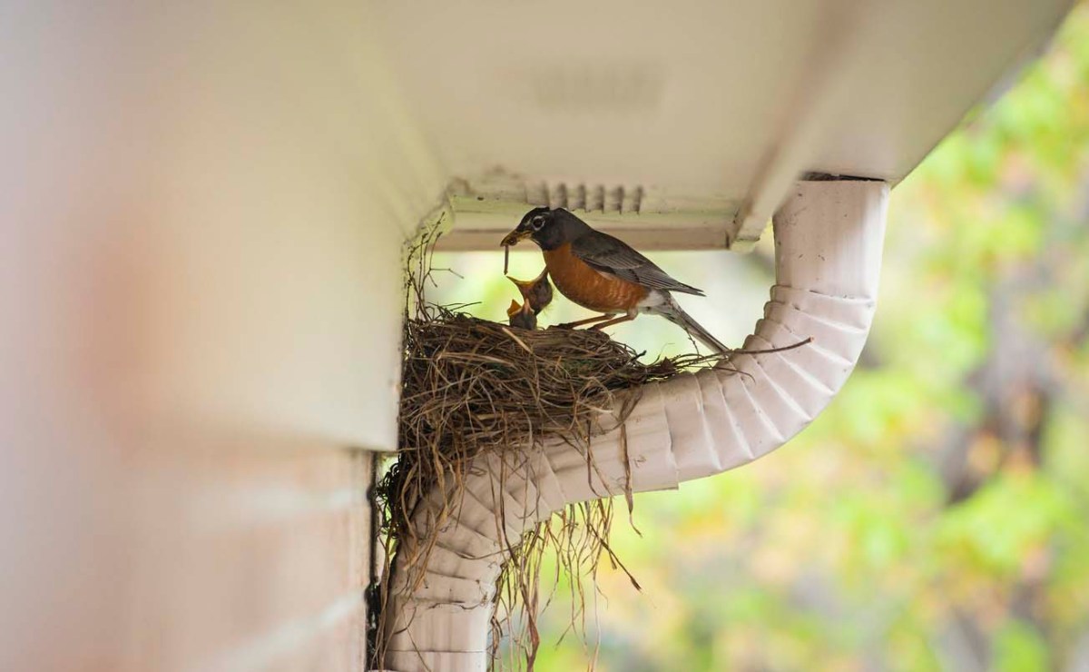 How to Tackle Bird Nest Removal - Bob Vila