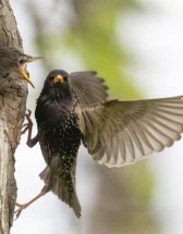 How to Get Rid of Starlings Effectively and Humanely - Bob Vila