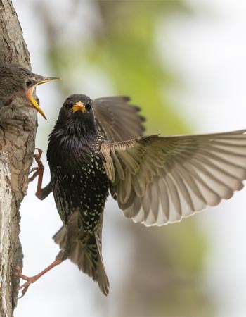 How to Get Rid of Starlings Effectively and Humanely - Bob Vila