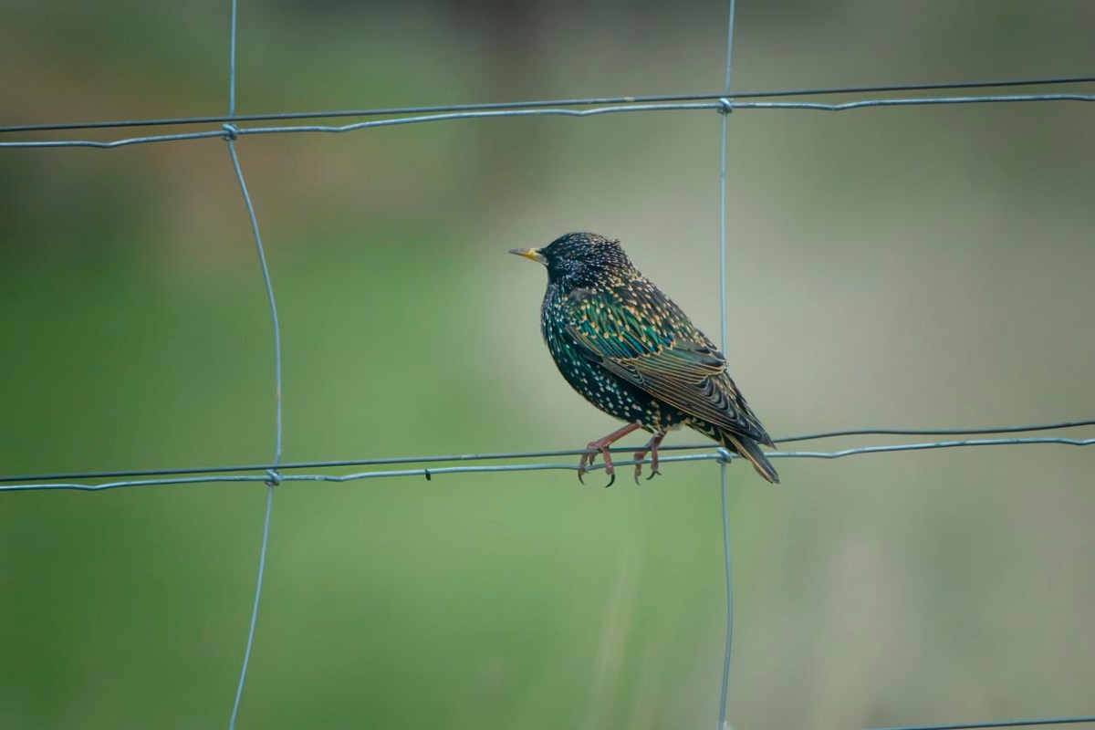 How to Get Rid of Starlings Effectively and Humanely - Bob Vila