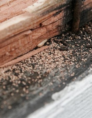What Do Termite Droppings Look Like, and Are They a Sign of an ...