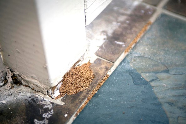 What Do Termite Droppings Look Like, and Are They a Sign of an ...