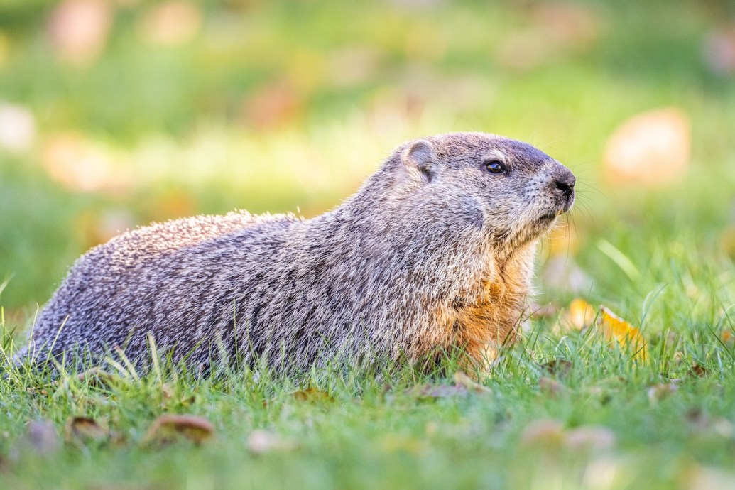 Gopher vs. Groundhog: What's the Difference?