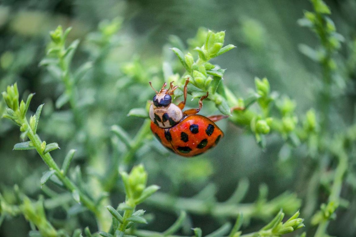 How to Get Rid of Asian Beetles - Bob Vila