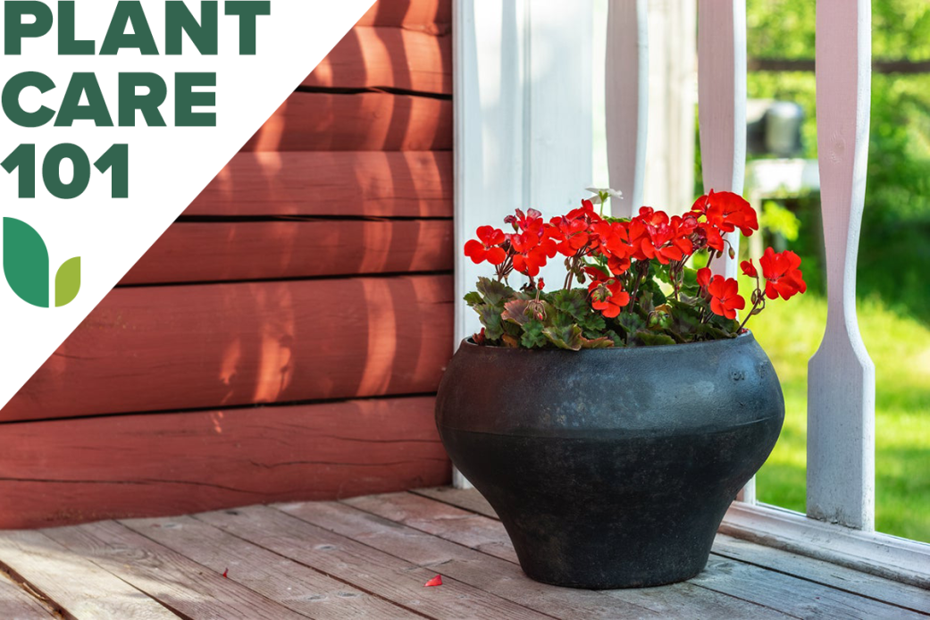 Geranium Care for In-Ground or Outdoor Containers - Bob Vila