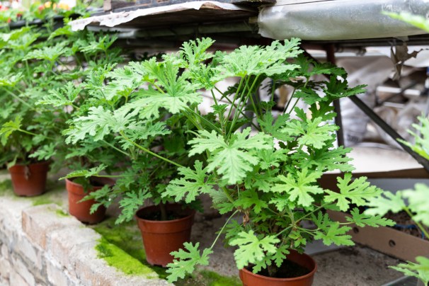 Citronella Plant Care: How to Grow Citronella Outdoors - Bob Vila