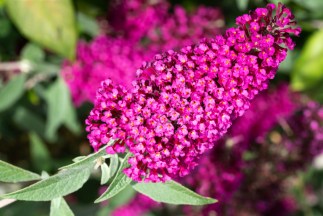 How to Grow a Butterfly Bush - Bob Vila