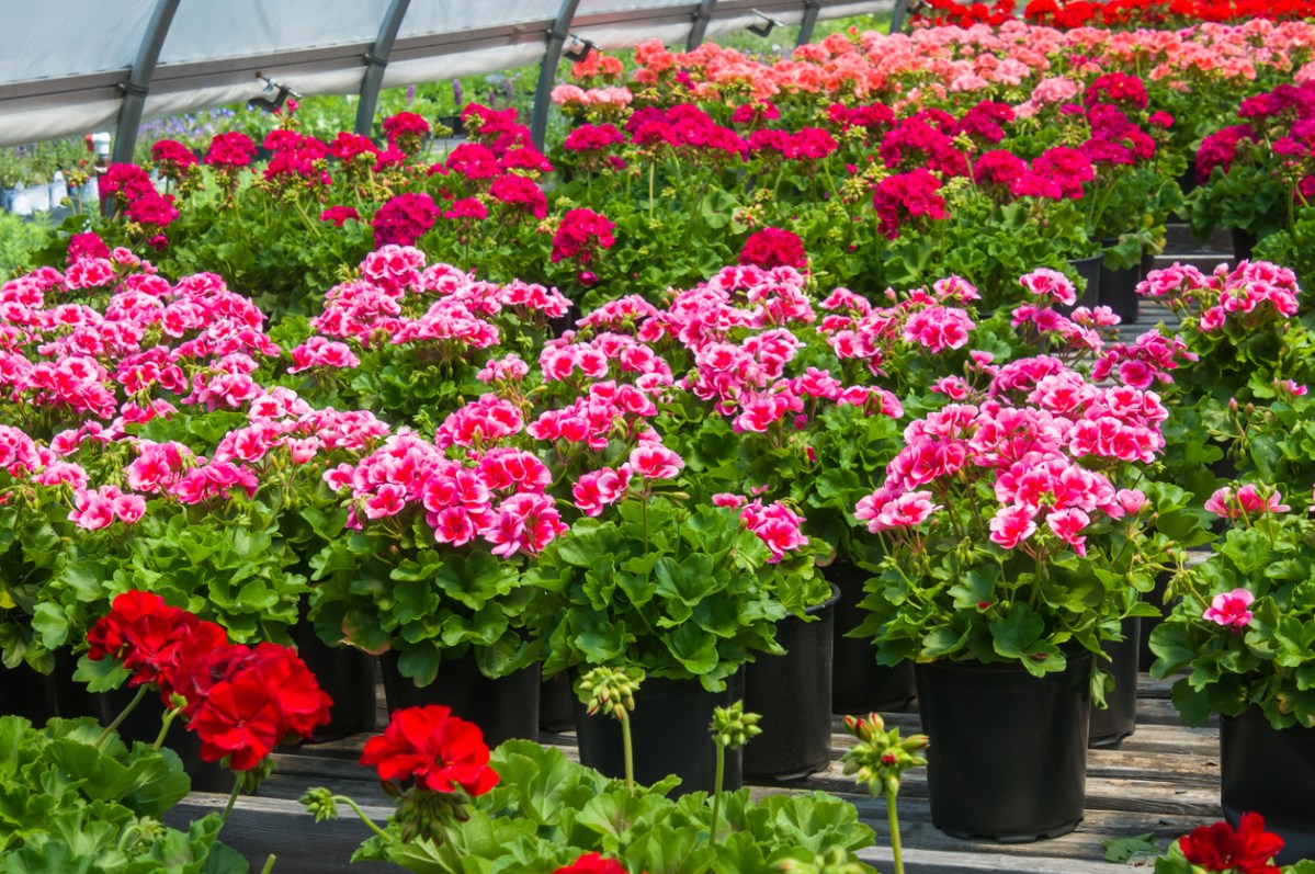 Geranium Care for In-Ground or Outdoor Containers - Bob Vila