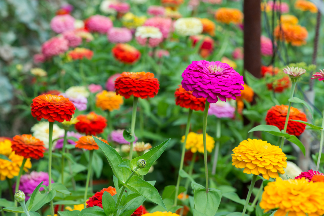 25 Summer Flowers to Keep Color in Your Garden - Bob Vila