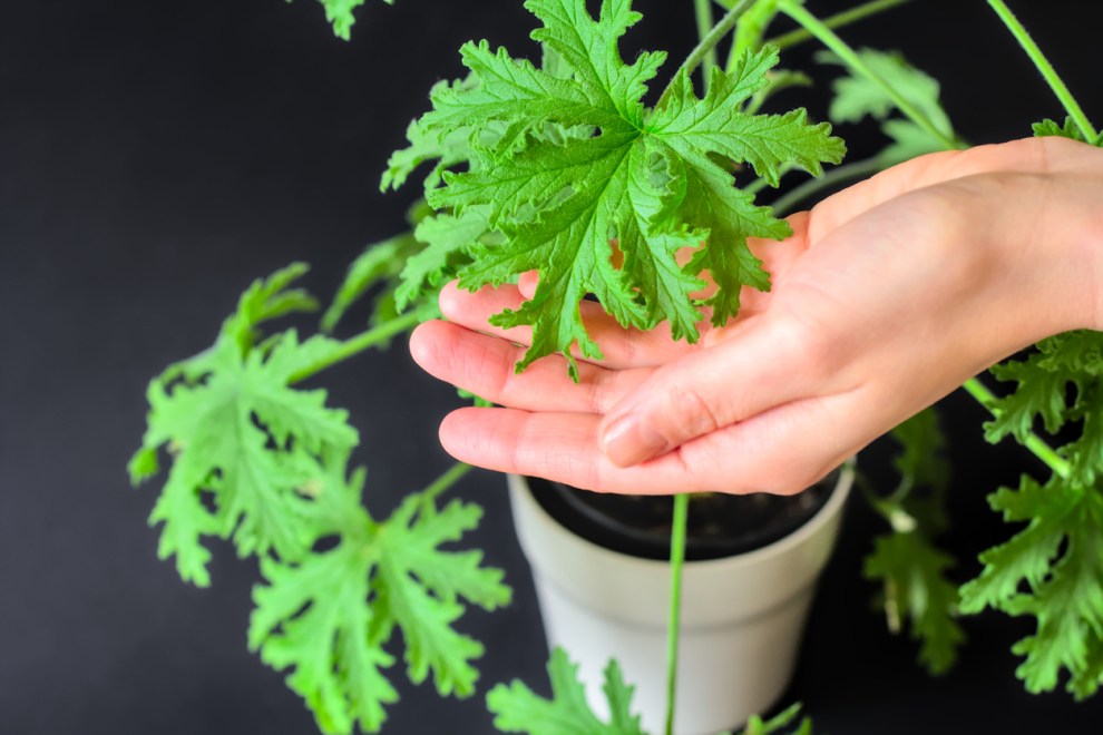 Citronella Plant Care: How to Grow Citronella Outdoors - Bob Vila