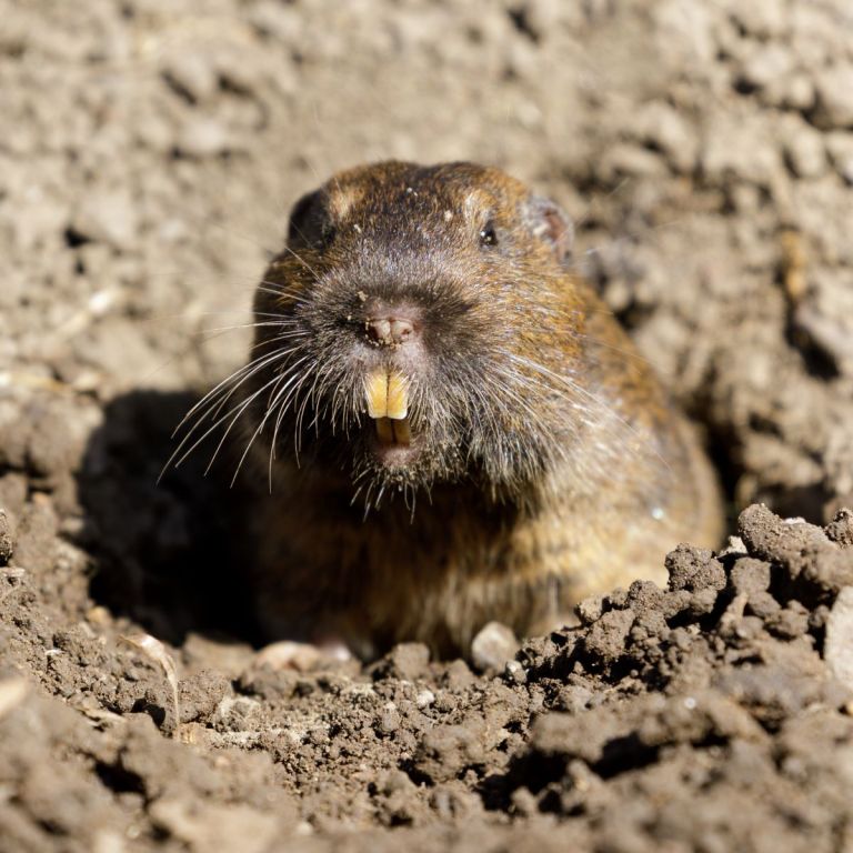 Gopher vs. Groundhog: What's the Difference?