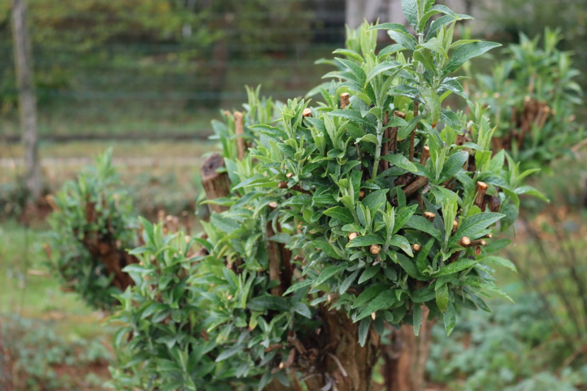 How to Grow a Butterfly Bush - Bob Vila