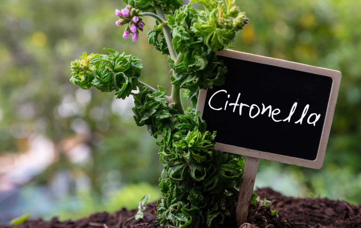 Citronella Plant Care: How to Grow Citronella Outdoors - Bob Vila