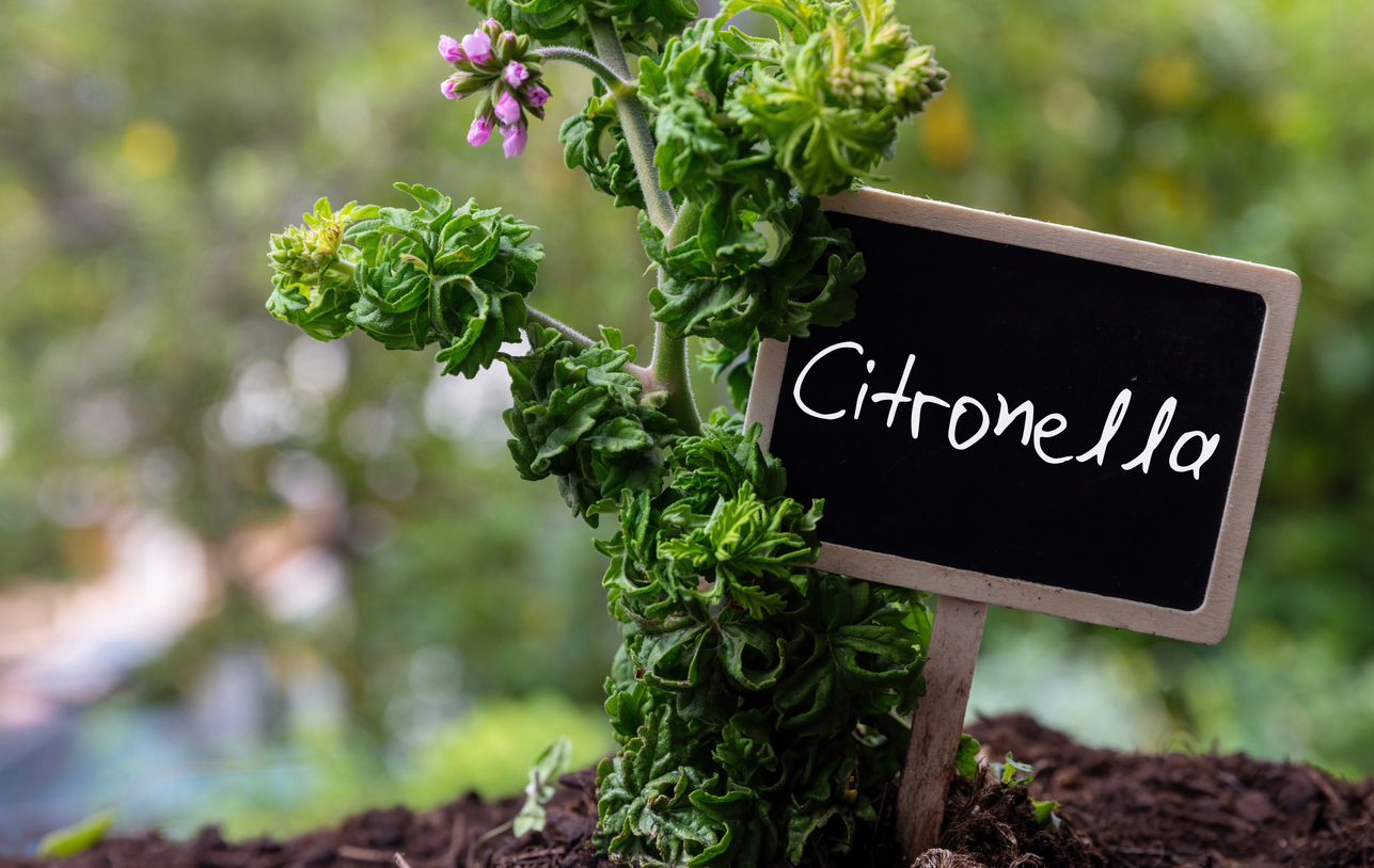 Citronella Plant Care: How to Grow Citronella Outdoors - Bob Vila