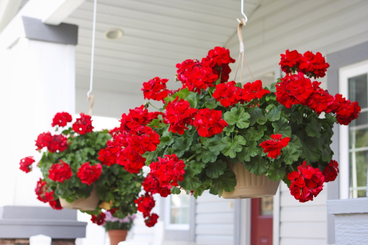 Geranium Care for In-Ground or Outdoor Containers - Bob Vila