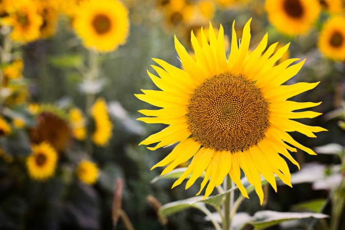 25 Summer Flowers to Keep Color in Your Garden - Bob Vila