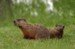Gopher vs. Groundhog: What's the Difference?