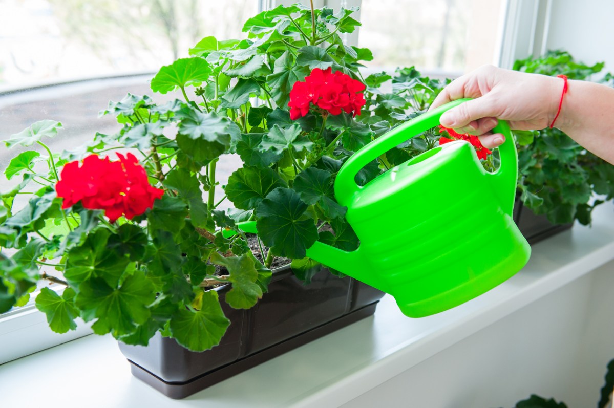 Geranium Care for In-Ground or Outdoor Containers - Bob Vila