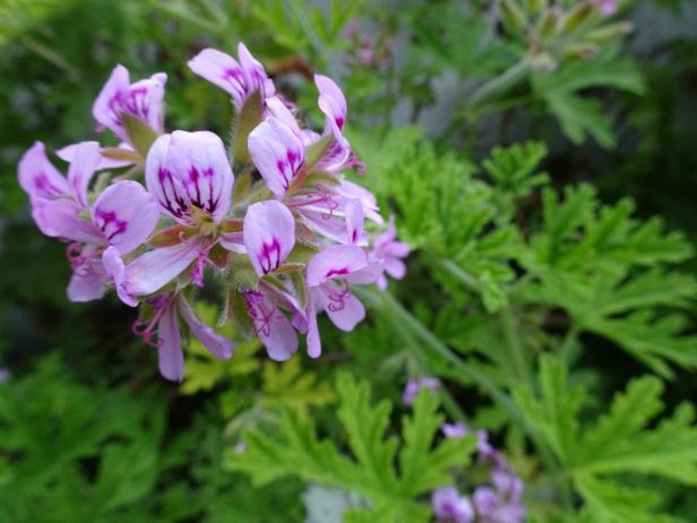 Citronella Plant Care: How to Grow Citronella Outdoors - Bob Vila
