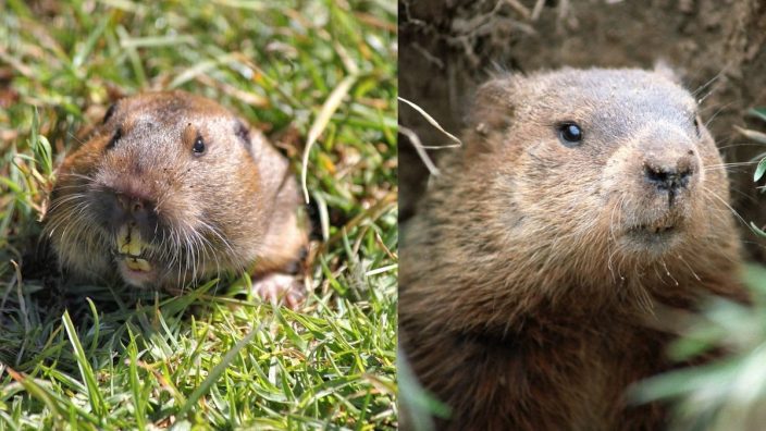 Gopher vs. Groundhog: What's the Difference?