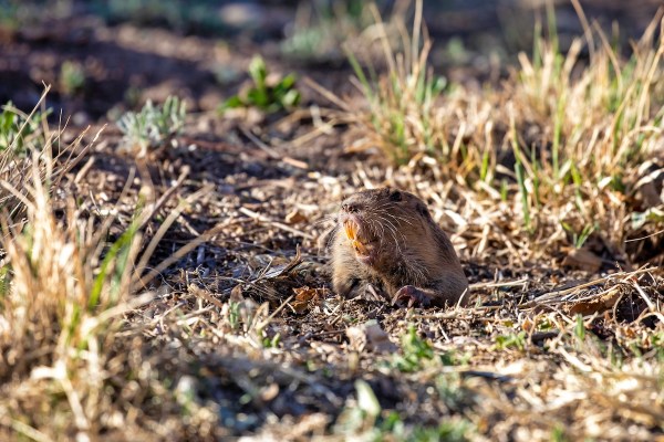 Gopher vs. Groundhog: What's the Difference?