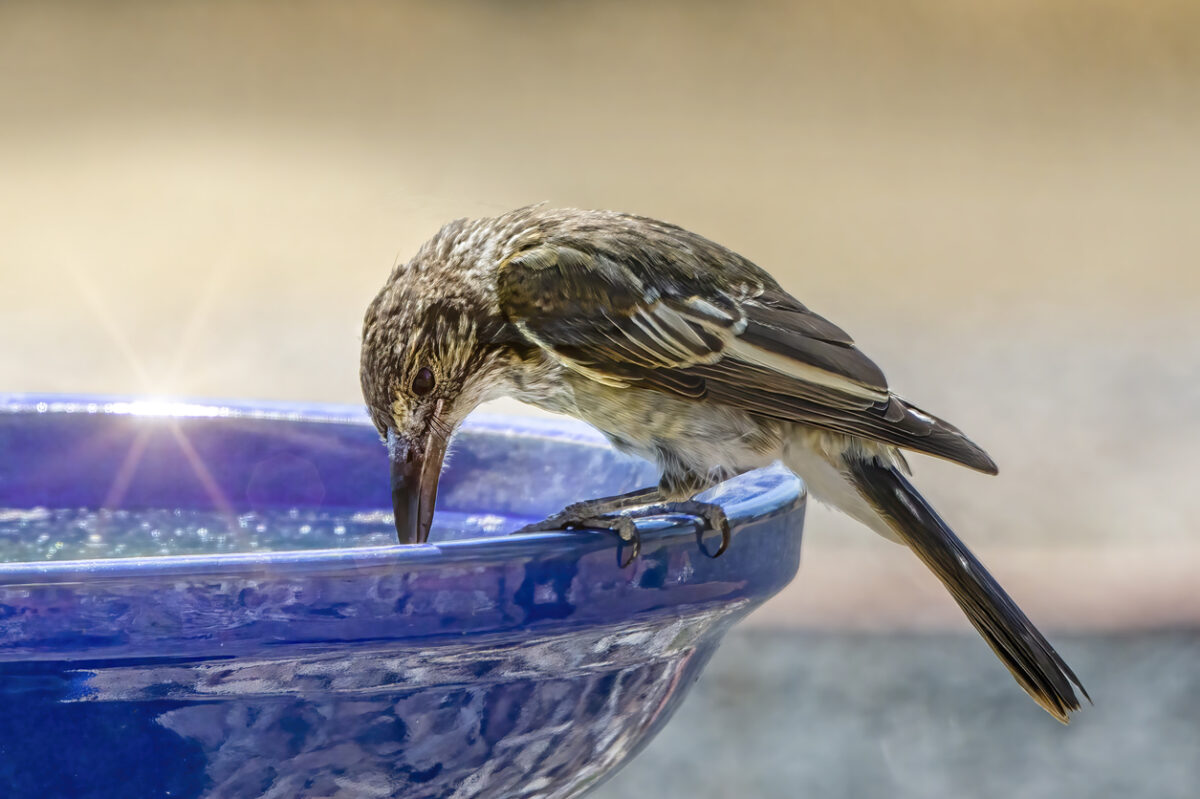 How to Clean a Bird Bath the Right Way - Bob Vila