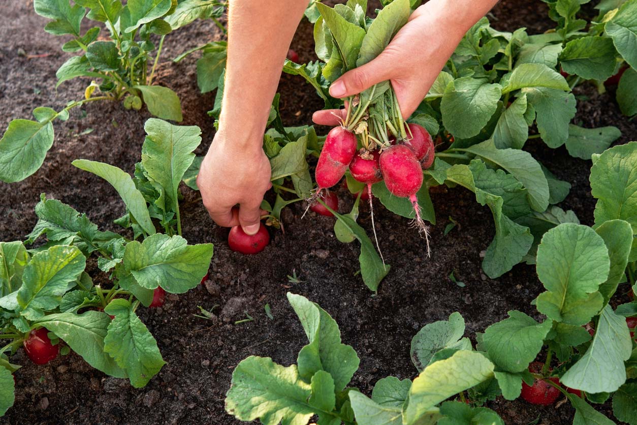 Closing Down a Summer Garden - Bob Vila
