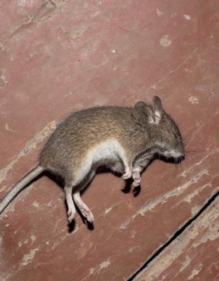Solved! What Does a Dead Mouse Smell Like, and Does It Mean an ...