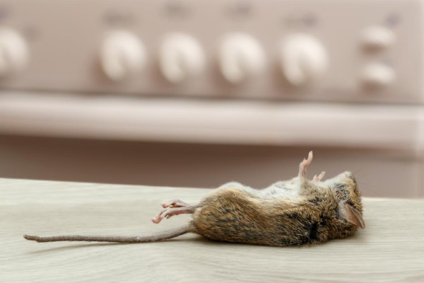 Solved! What Does a Dead Mouse Smell Like, and Does It Mean an ...