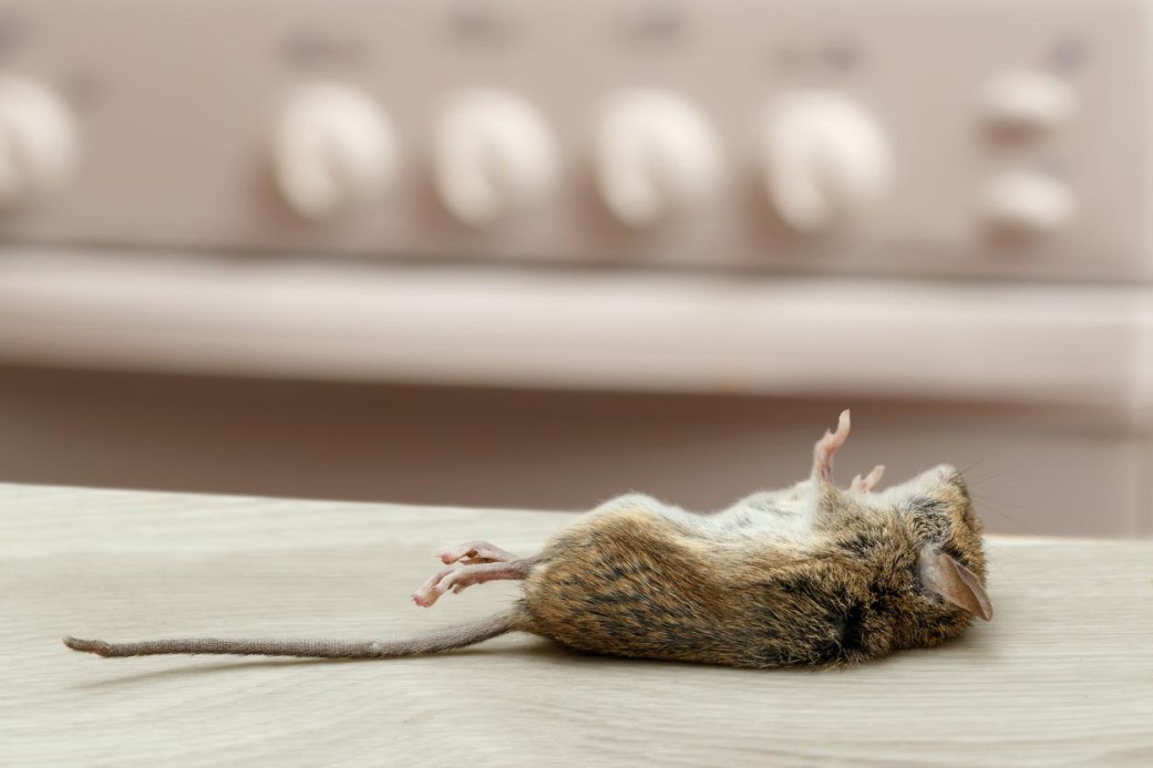 Solved! What Does a Dead Mouse Smell Like, and Does It Mean an ...