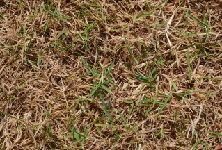 What Are Signs of a Heat-Stressed Lawn, and What Can You Do About It ...