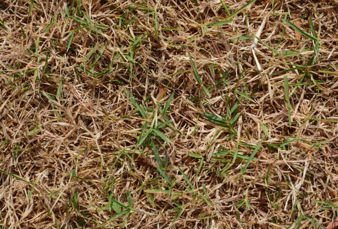 What Are Signs of a Heat-Stressed Lawn, and What Can You Do About It ...