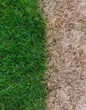 What Are Signs of a Heat-Stressed Lawn, and What Can You Do About It ...