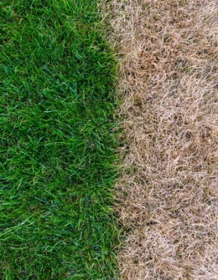 What Are Signs of a Heat-Stressed Lawn, and What Can You Do About It ...