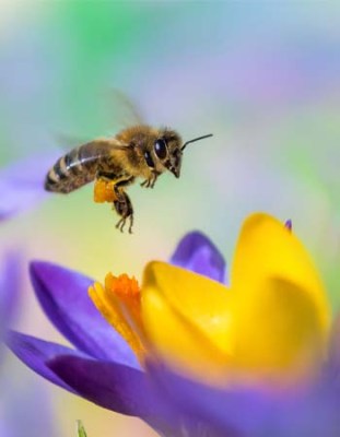 How To Get Rid of Bees (Without Harming Them) - Bob Vila