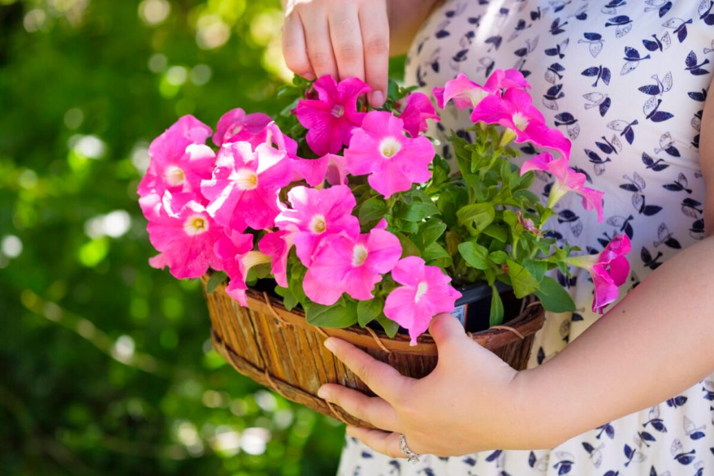 Petunia Care: How to Grow Petunias Outdoors - Bob Vila