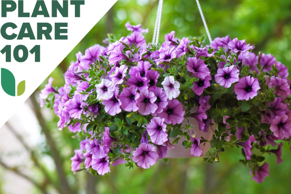 Petunia Care: How to Grow Petunias Outdoors - Bob Vila