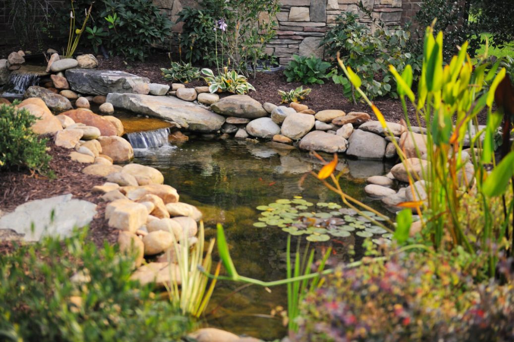 10 Pond Plants You Can Buy at Your Local Nursery - Bob Vila