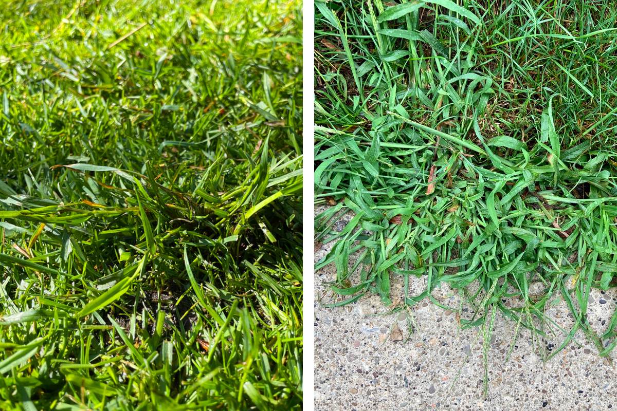 Quack Grass Image