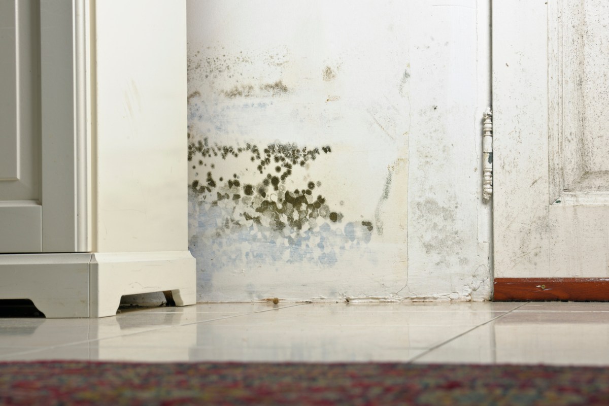 Solved! What Are the Signs of Water Damage in Walls, and What Should I ...