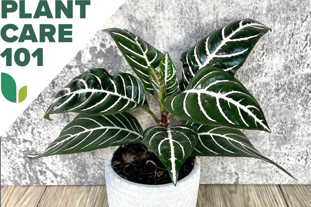 Zebra Plant Care 101: How to Grow Aphelandra squarrosa
