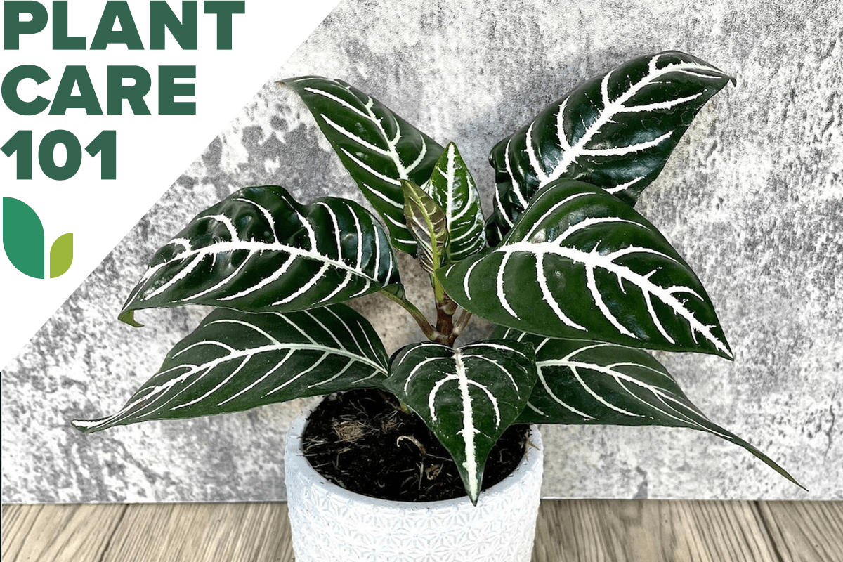 Zebra Plant Care 101 - Bob Vila