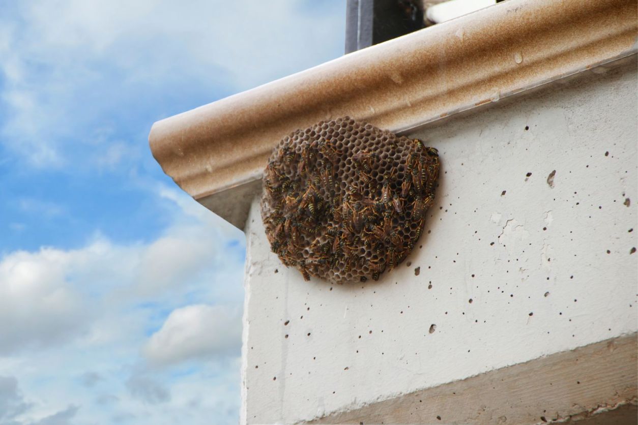 Hornet Nest Removal: How Much Does It Cost? (Budget Guide)