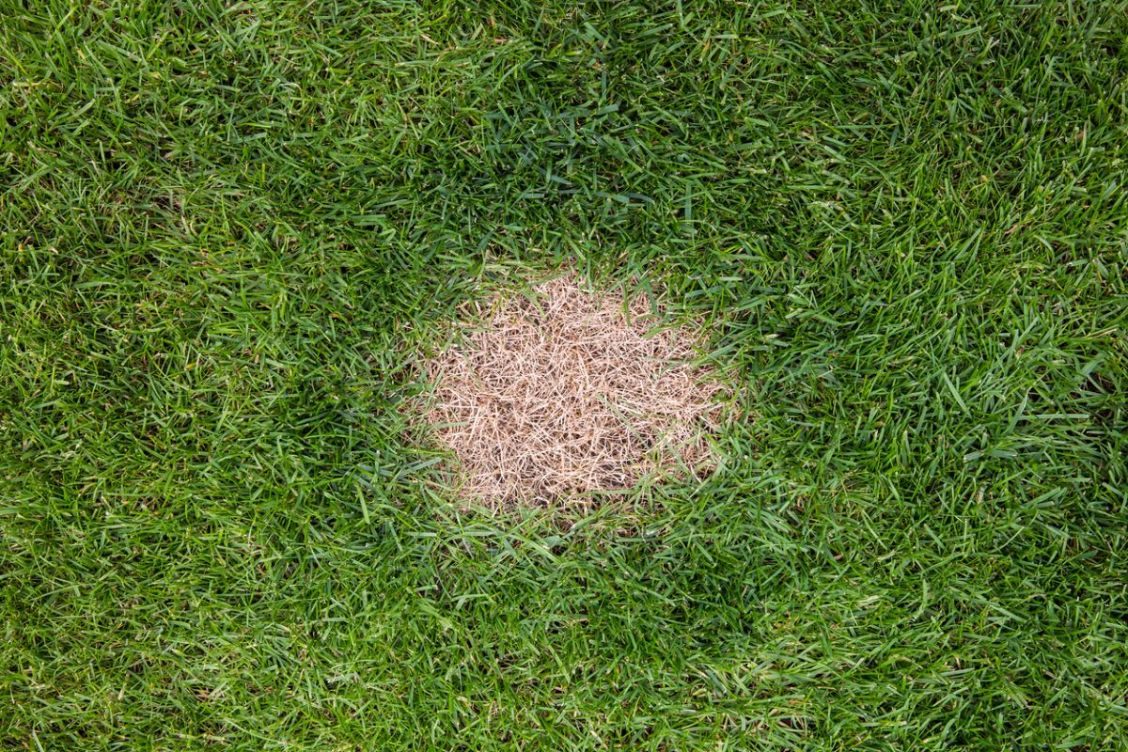 Is Dog Pee Killing Grass in Your Yard? Here’s How to Fix It